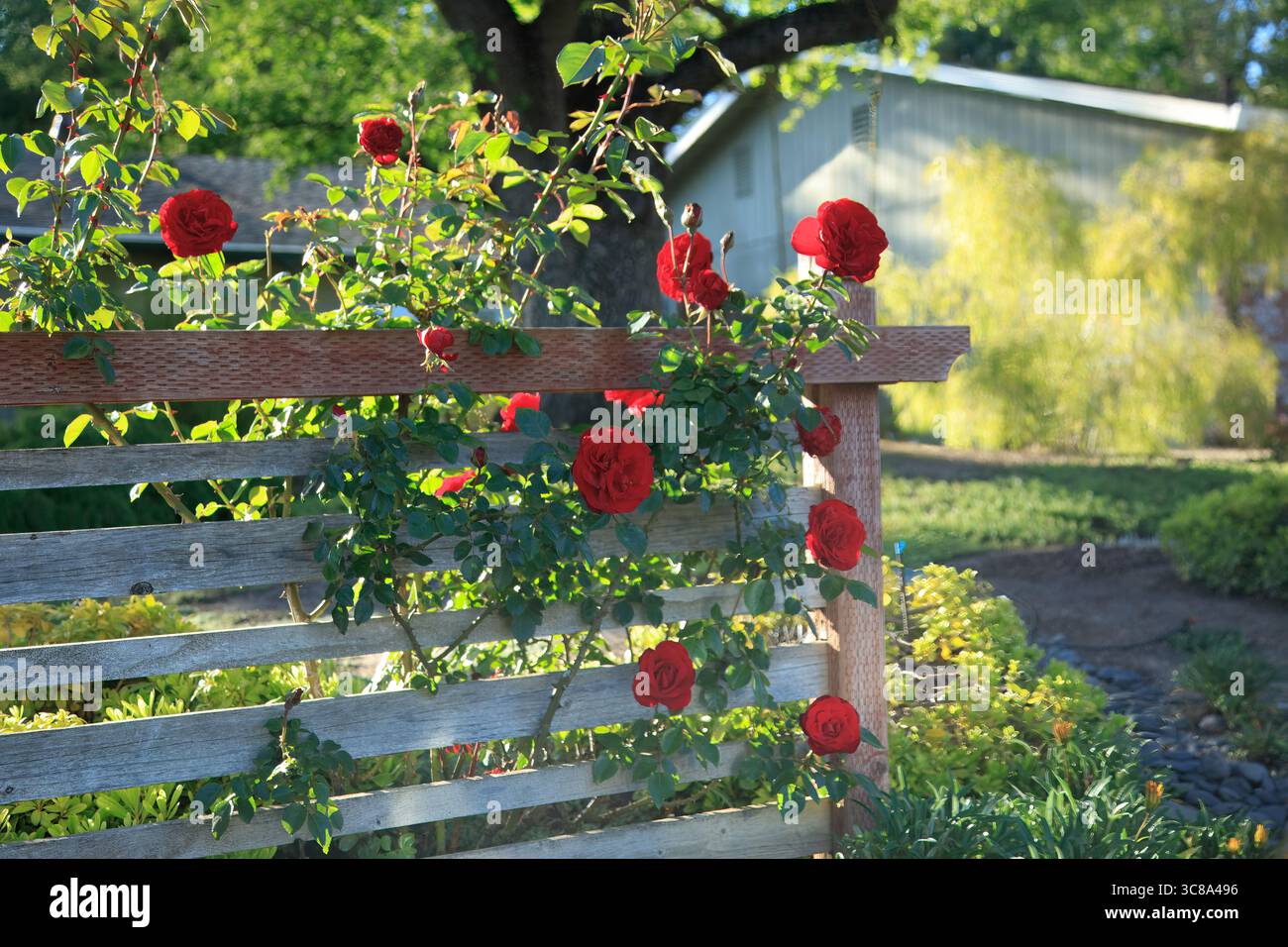 Climbing rose on fence hi-res stock photography and images - Alamy