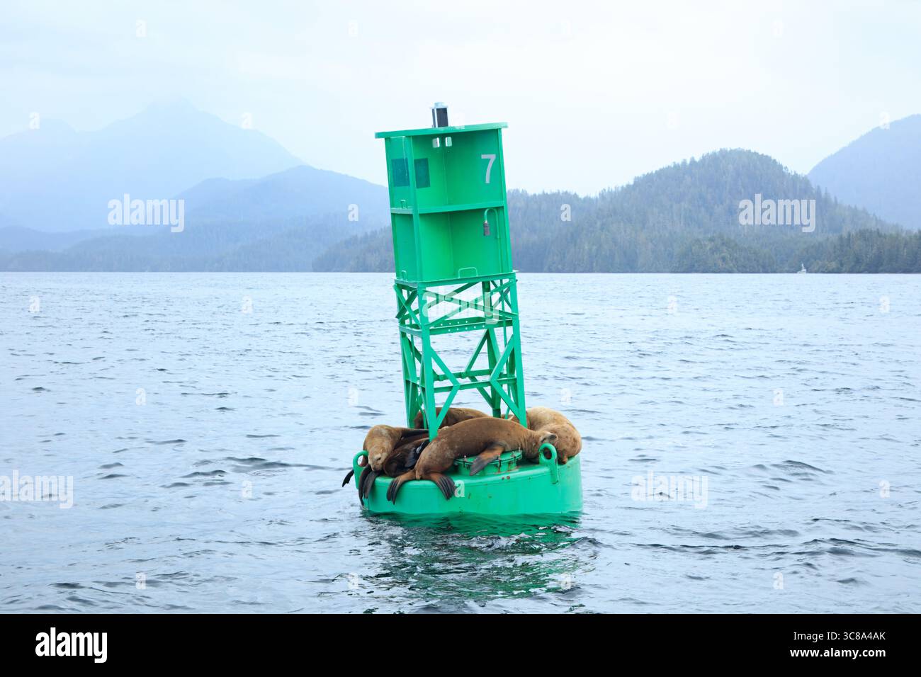 Pacific steller hi-res stock photography and images - Alamy