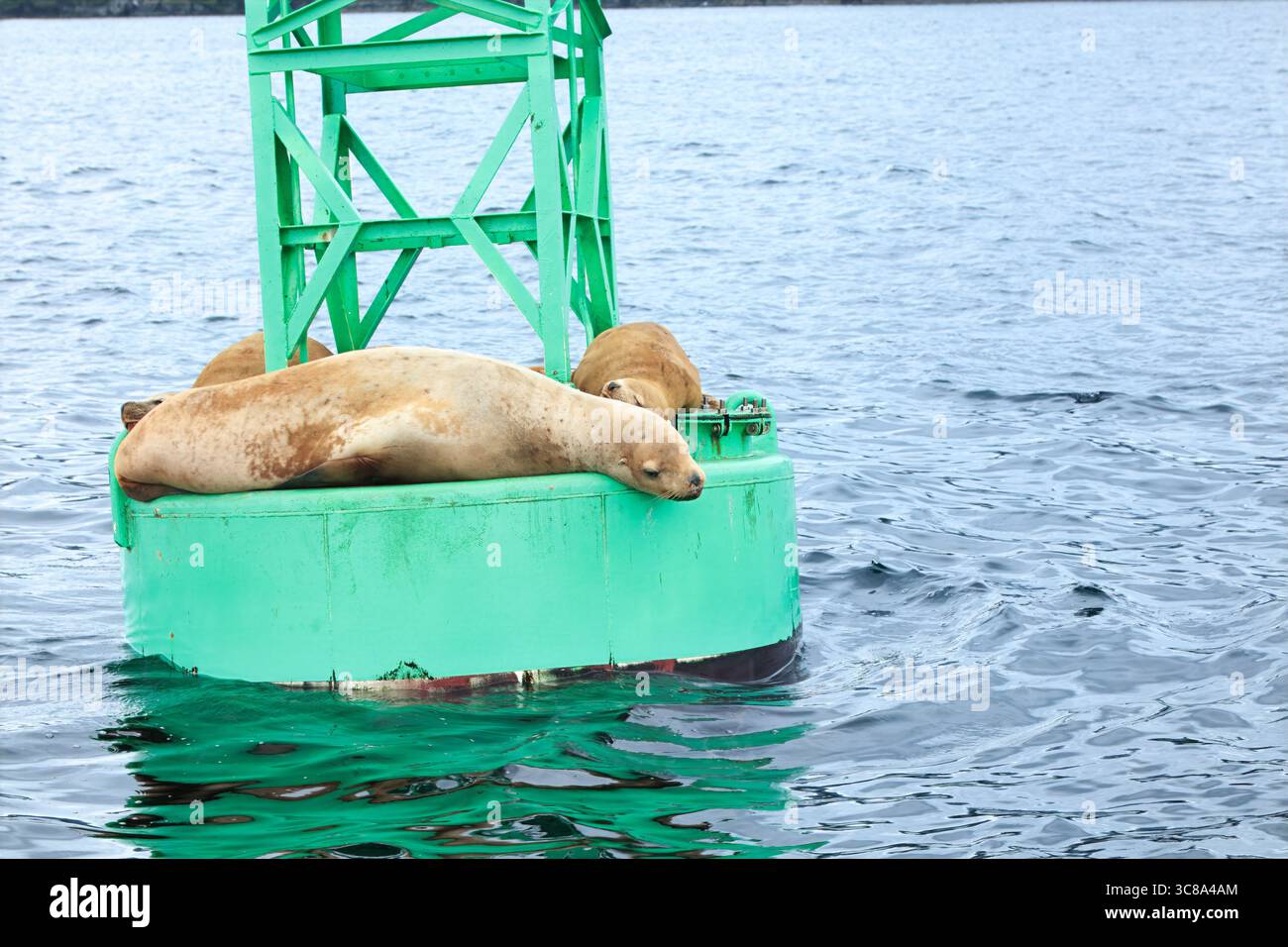 Pacific steller hi-res stock photography and images - Alamy