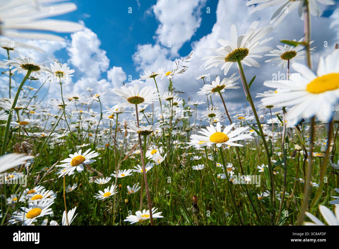Blossom scentless chamomile hi-res stock photography and images - Alamy