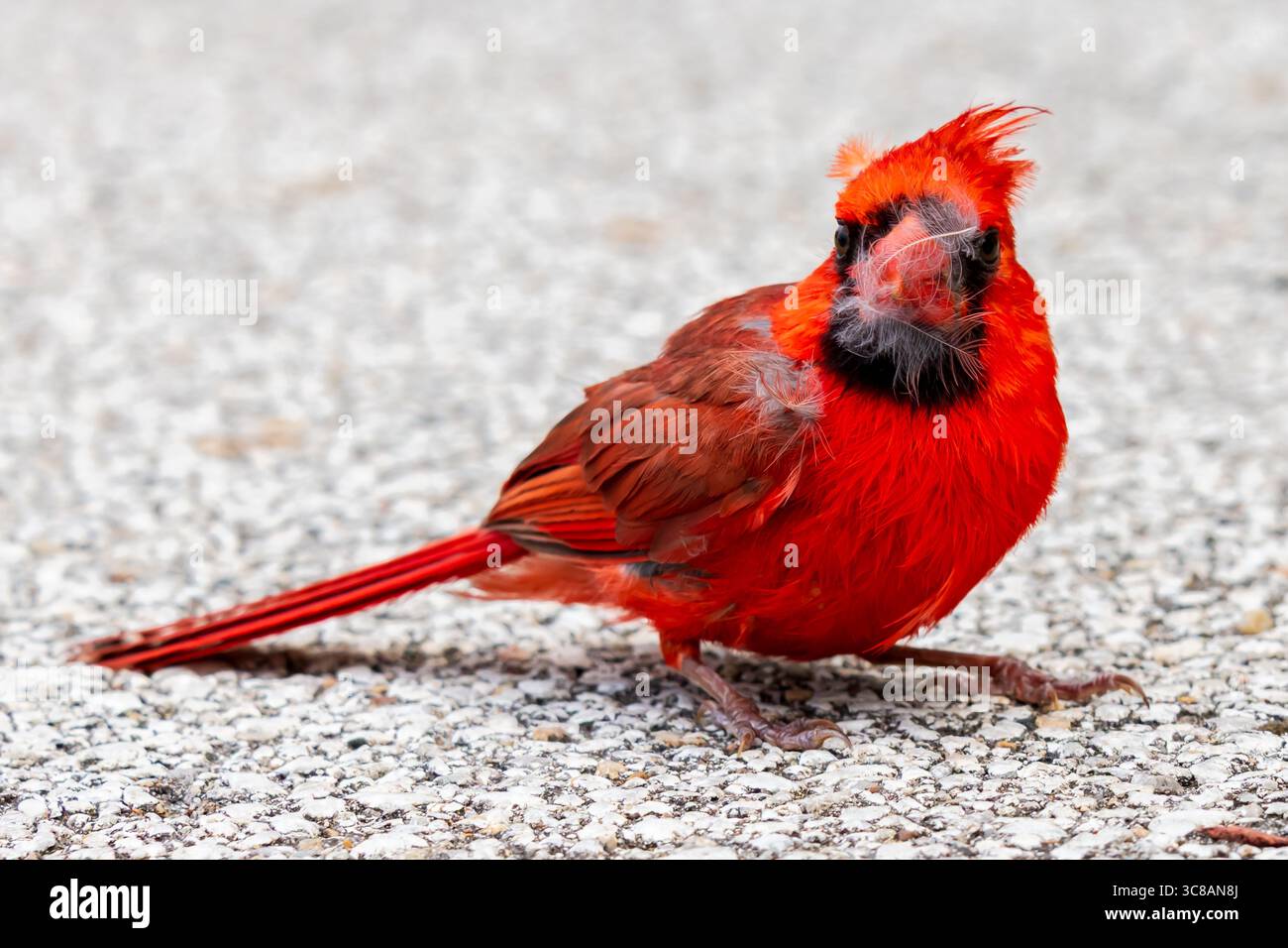 A distressed cardinal with a beak full of feathers eyes the ...