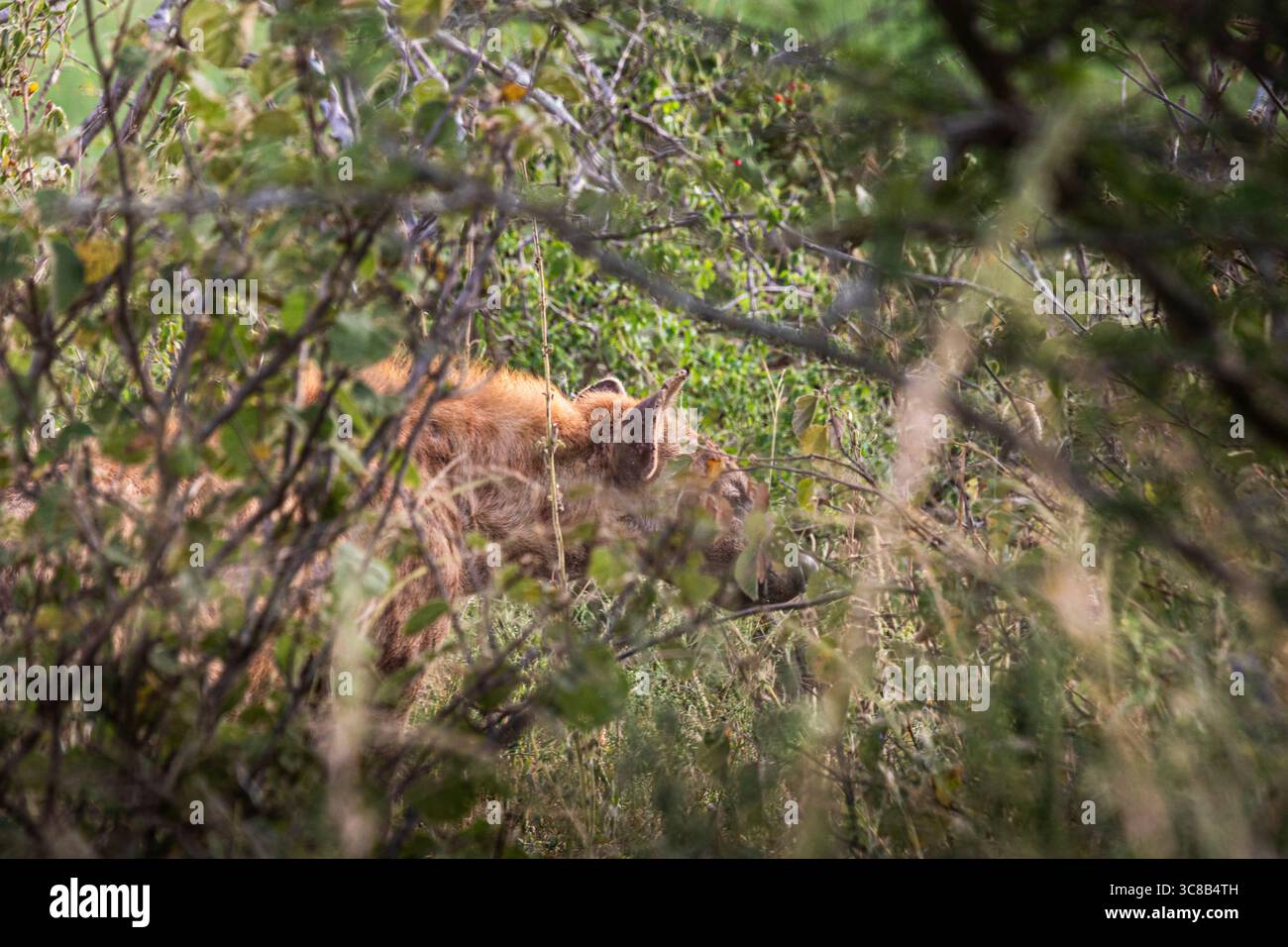 Beautiful hyena on the middle of Kruger in South Africa Stock Photo - Alamy