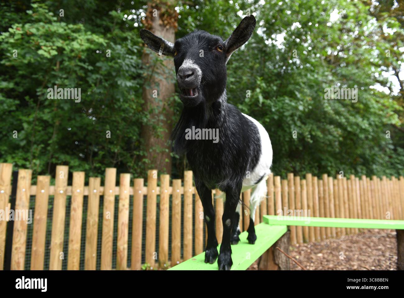 A goat seen at London Zoo. London Zoo is one of the oldest and most ...