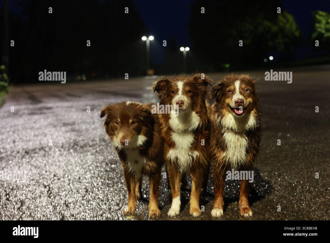 Three brown and white dogs standing on a wet road Stock Photo - Alamy
