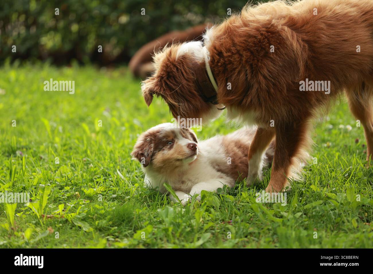 Two dogs are playing in a grassy field Stock Photo - Alamy