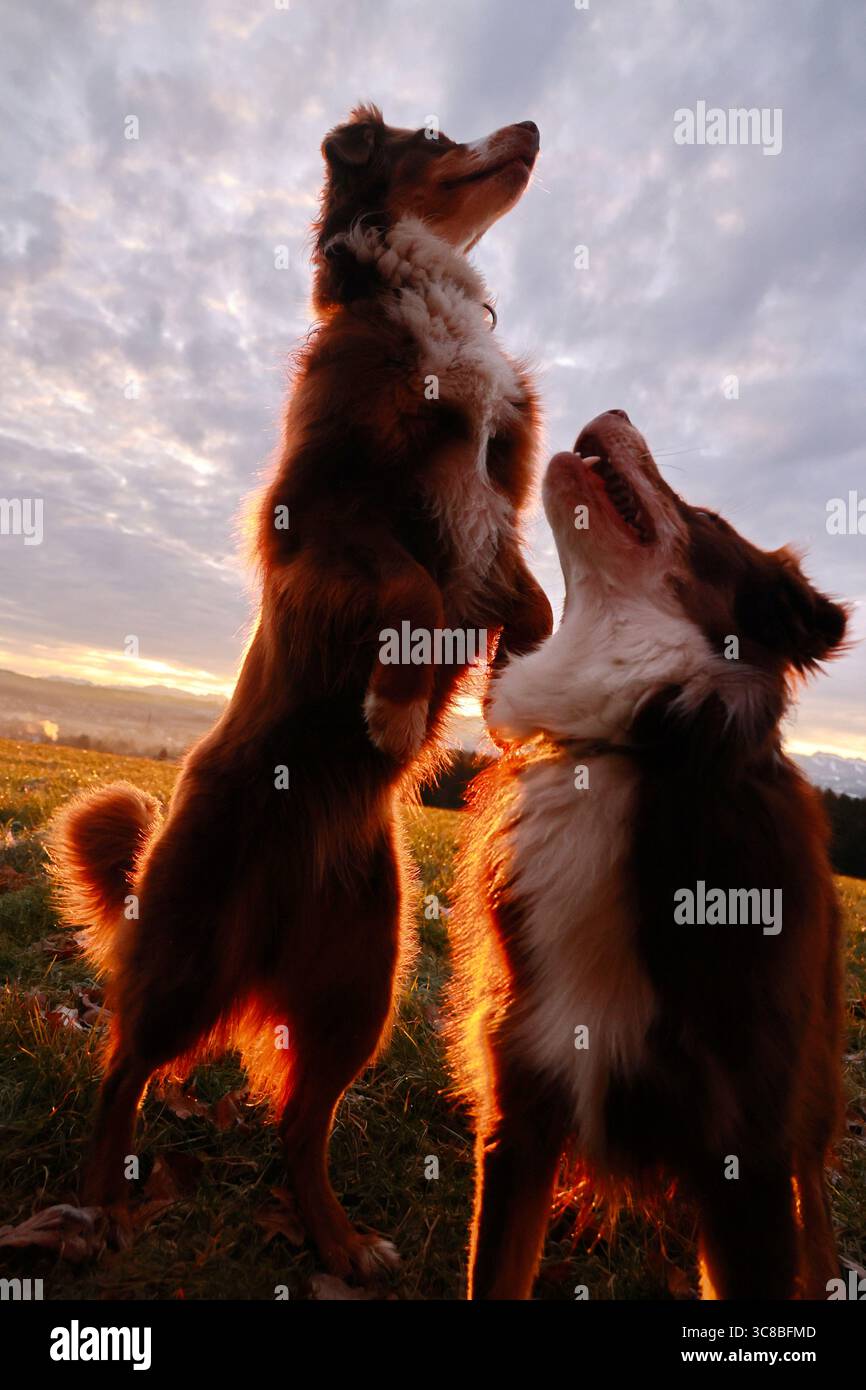 Two dogs are standing on their hind legs and looking at the camera ...