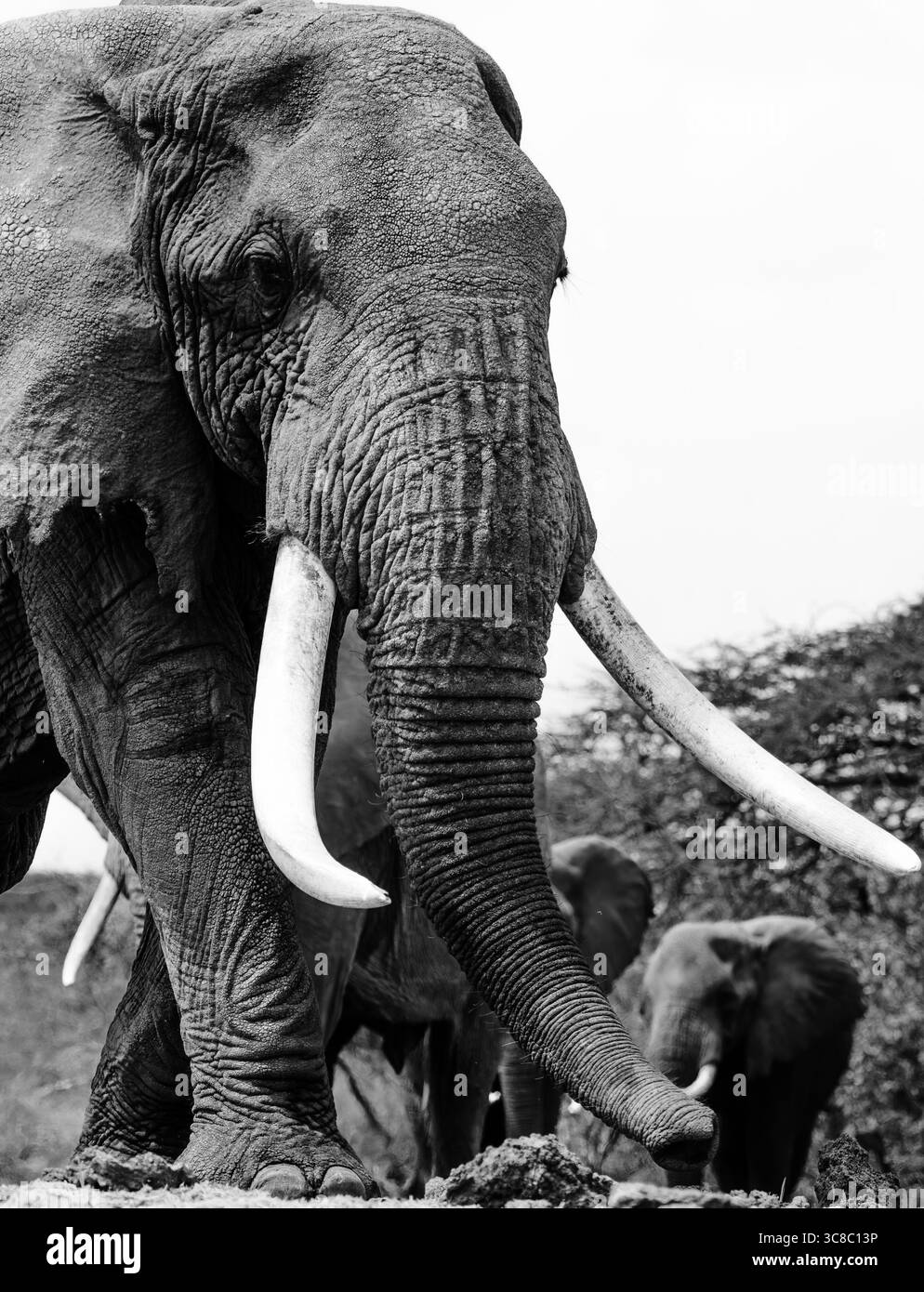 African elephants extinction Black and White Stock Photos & Images - Alamy