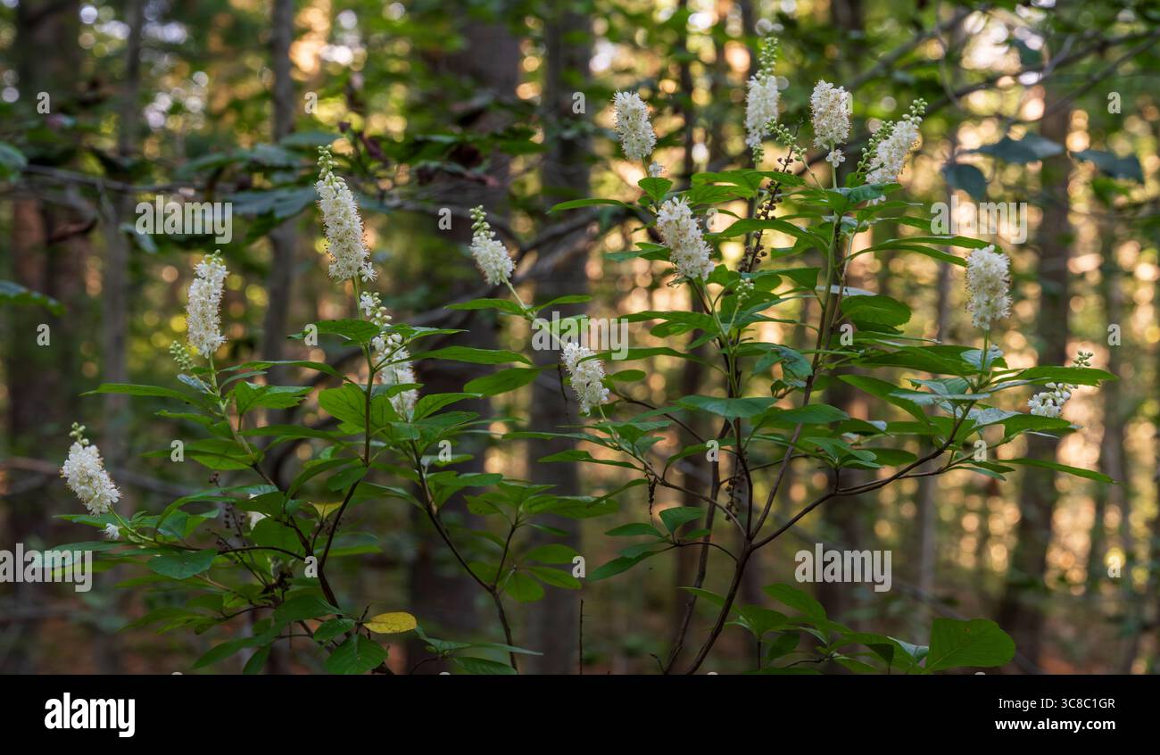 Sweet pepperbush (Clethra alnifolia), also called summersweet ...