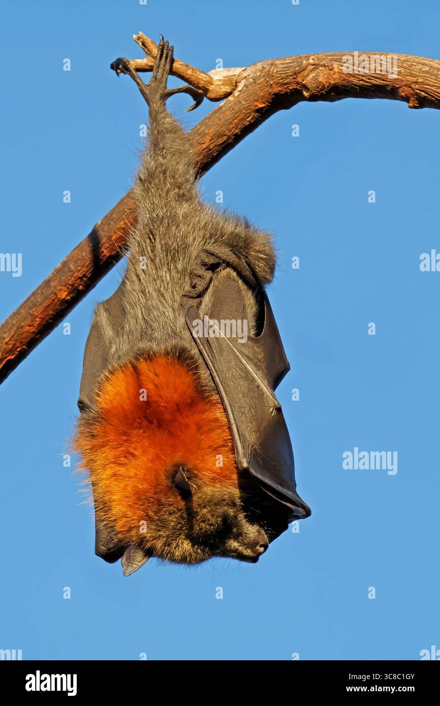A grey-headed flying fox (Pteropus poliocephalus) hanging in a tree ...