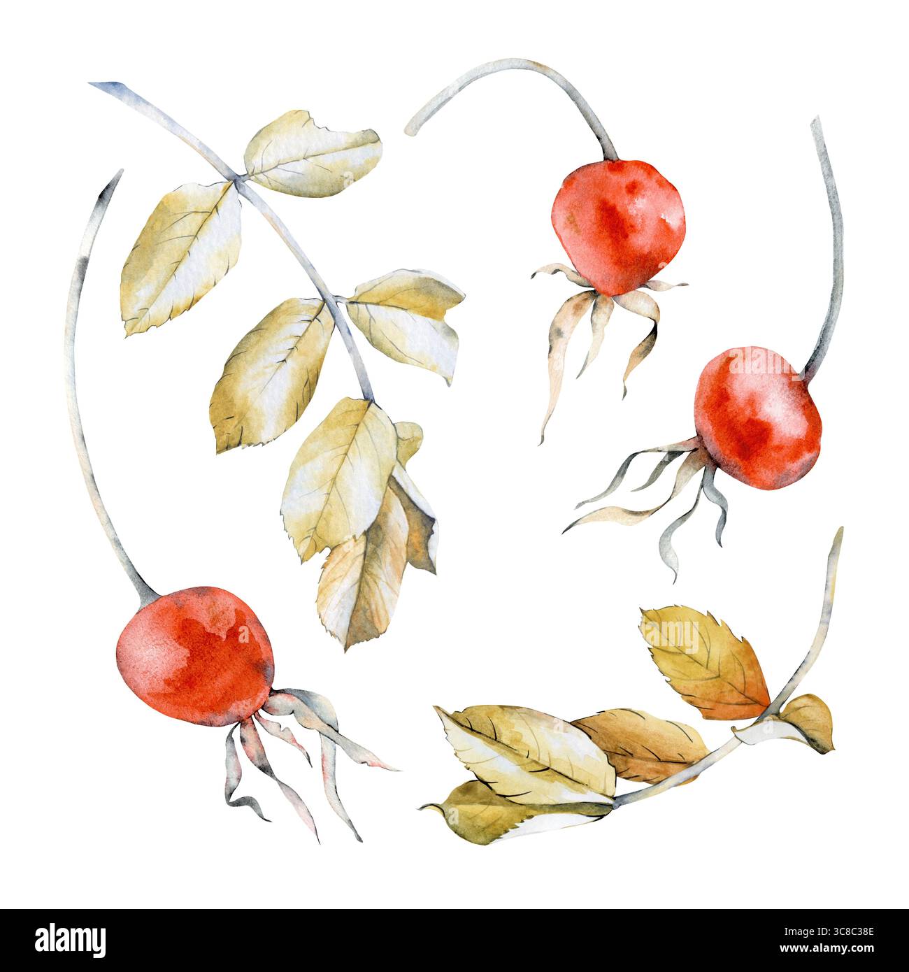 Watercolor rosehip isolated on a white background. Berries, twigs and ...