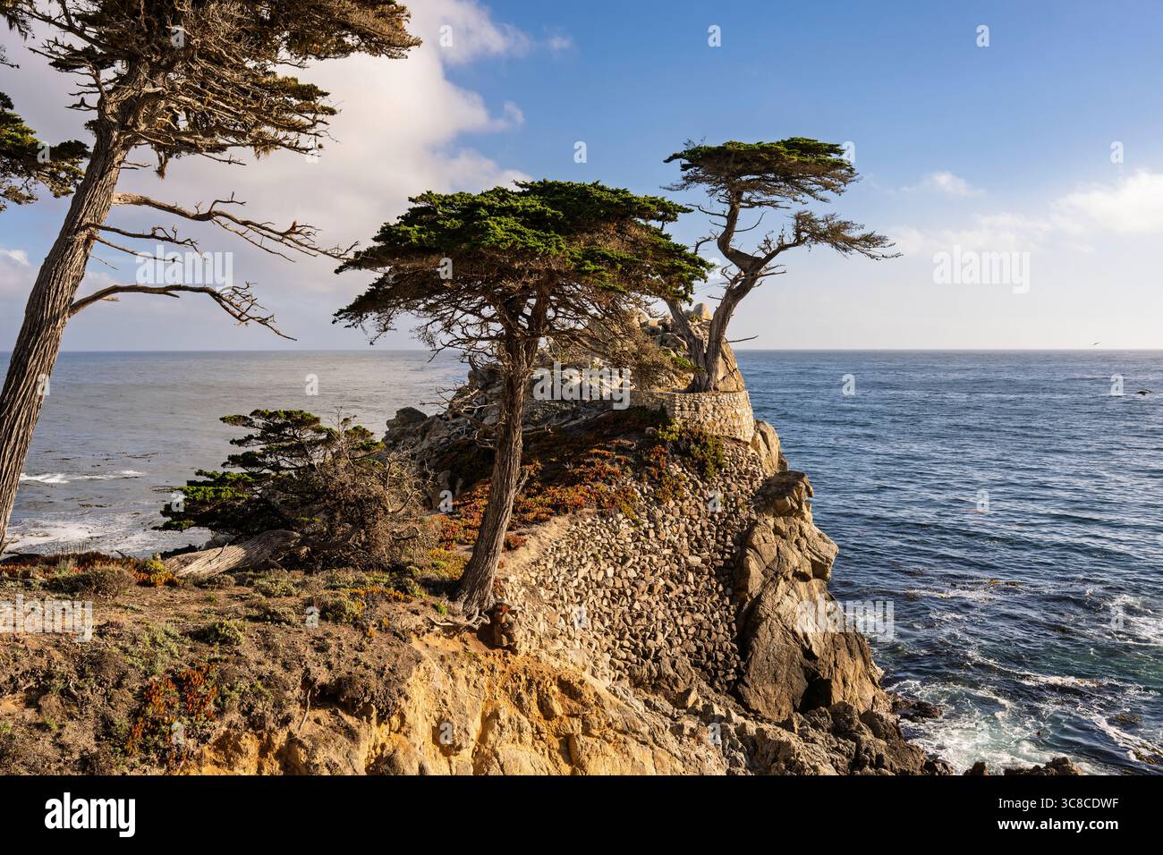 Famous american tree hi-res stock photography and images - Alamy
