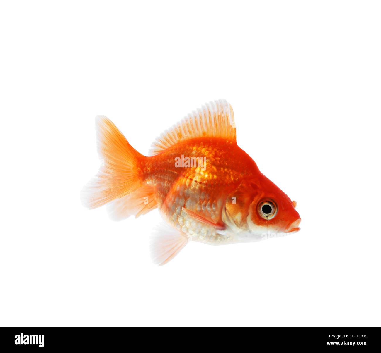 One small beautiful goldfish isolated on white Stock Photo - Alamy