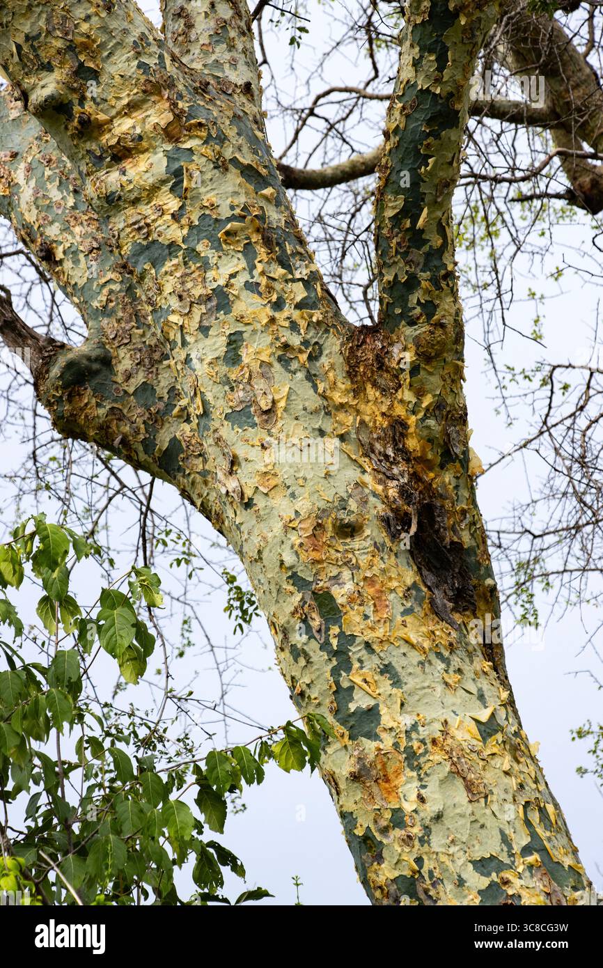 Commiphora tree hi-res stock photography and images - Alamy