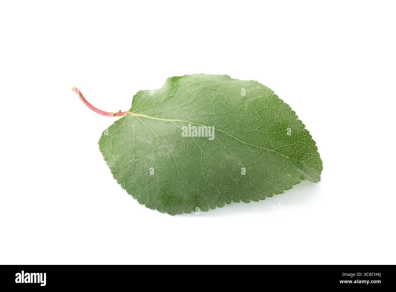 Green apricot tree leaf Cut Out Stock Images & Pictures - Alamy