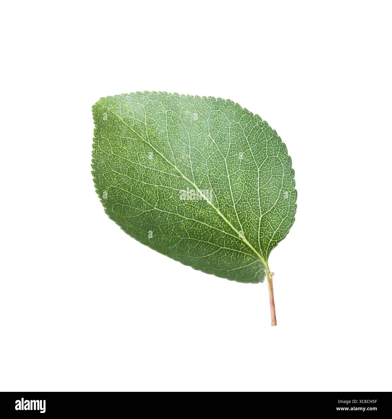 One green apricot leaf isolated on white Stock Photo - Alamy