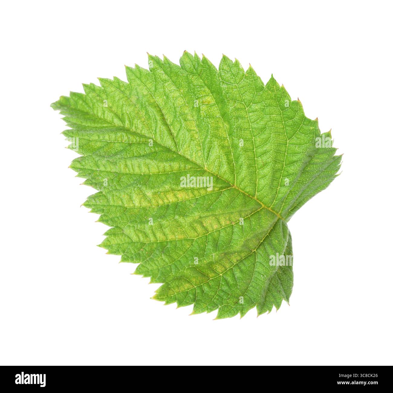 One green raspberry leaf isolated on white Stock Photo - Alamy