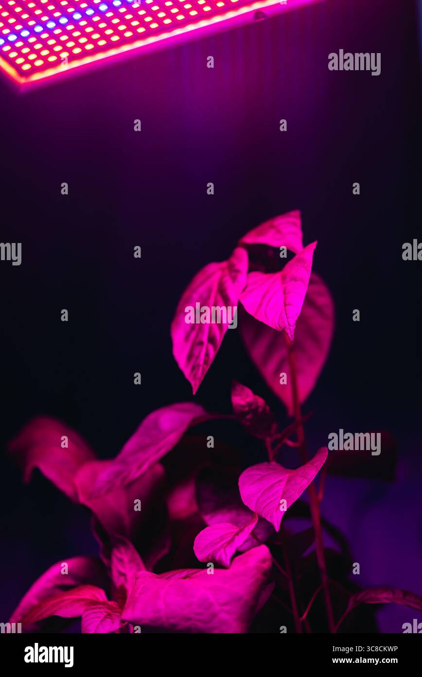 Using led grow lights for indoor plant growth, providing essential ...
