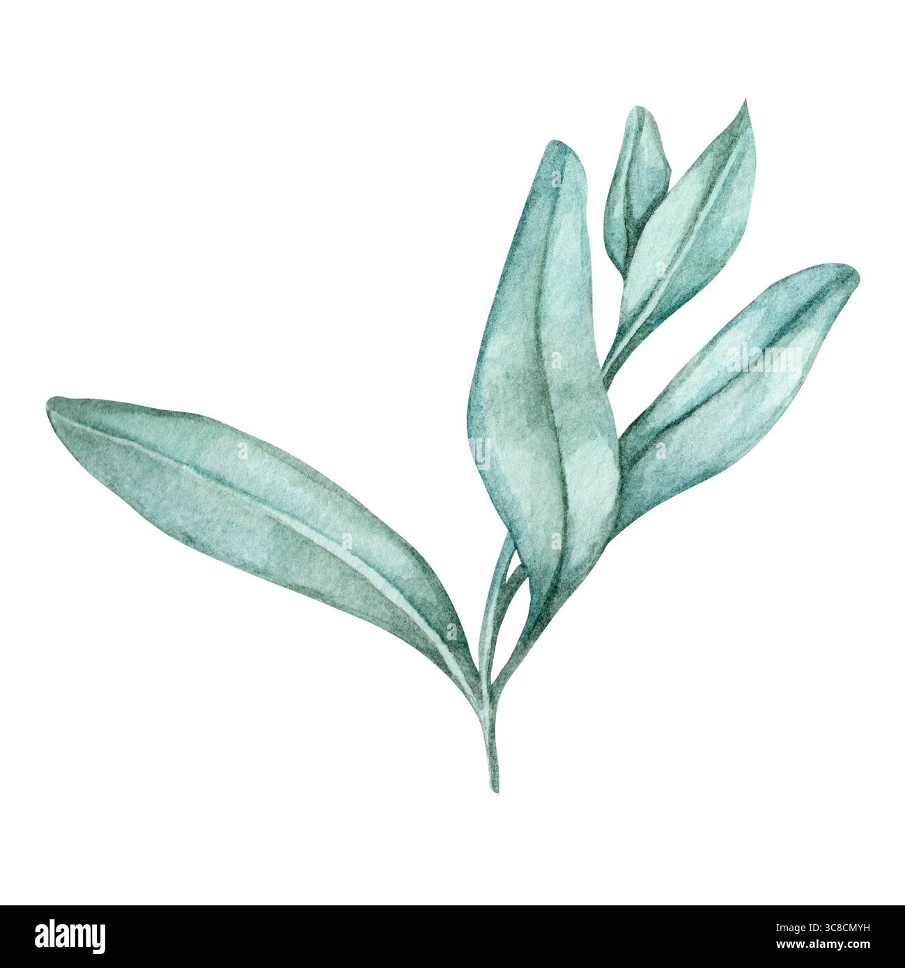 Botanical sage sprig in muted green tones as a detailed watercolor ...