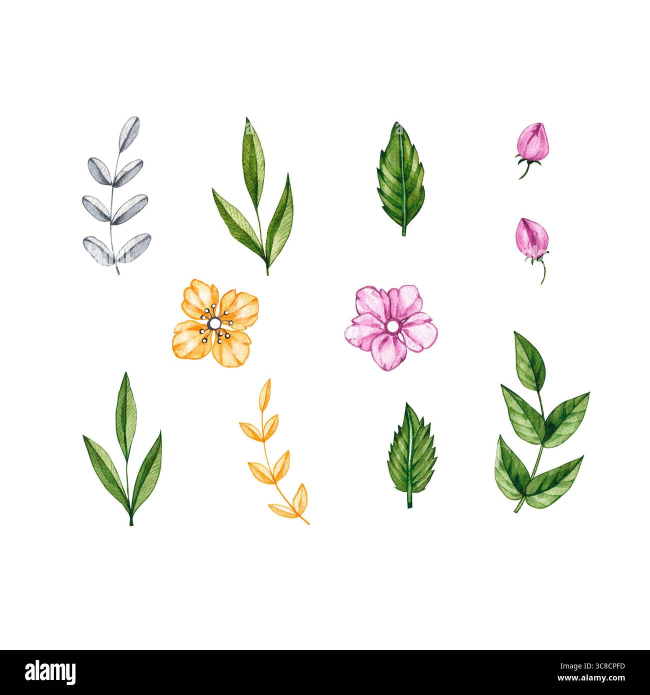 Set of branches and flowers watercolor. Perfect for DIY projects, cards ...