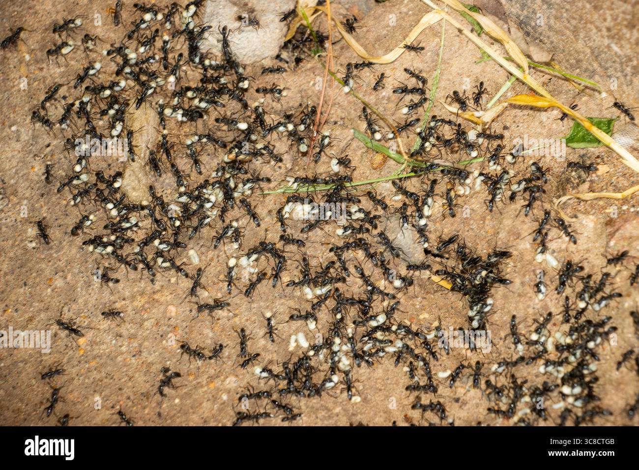 A colony of Matabele Ants move their bivouac en masse. Carrying the ...