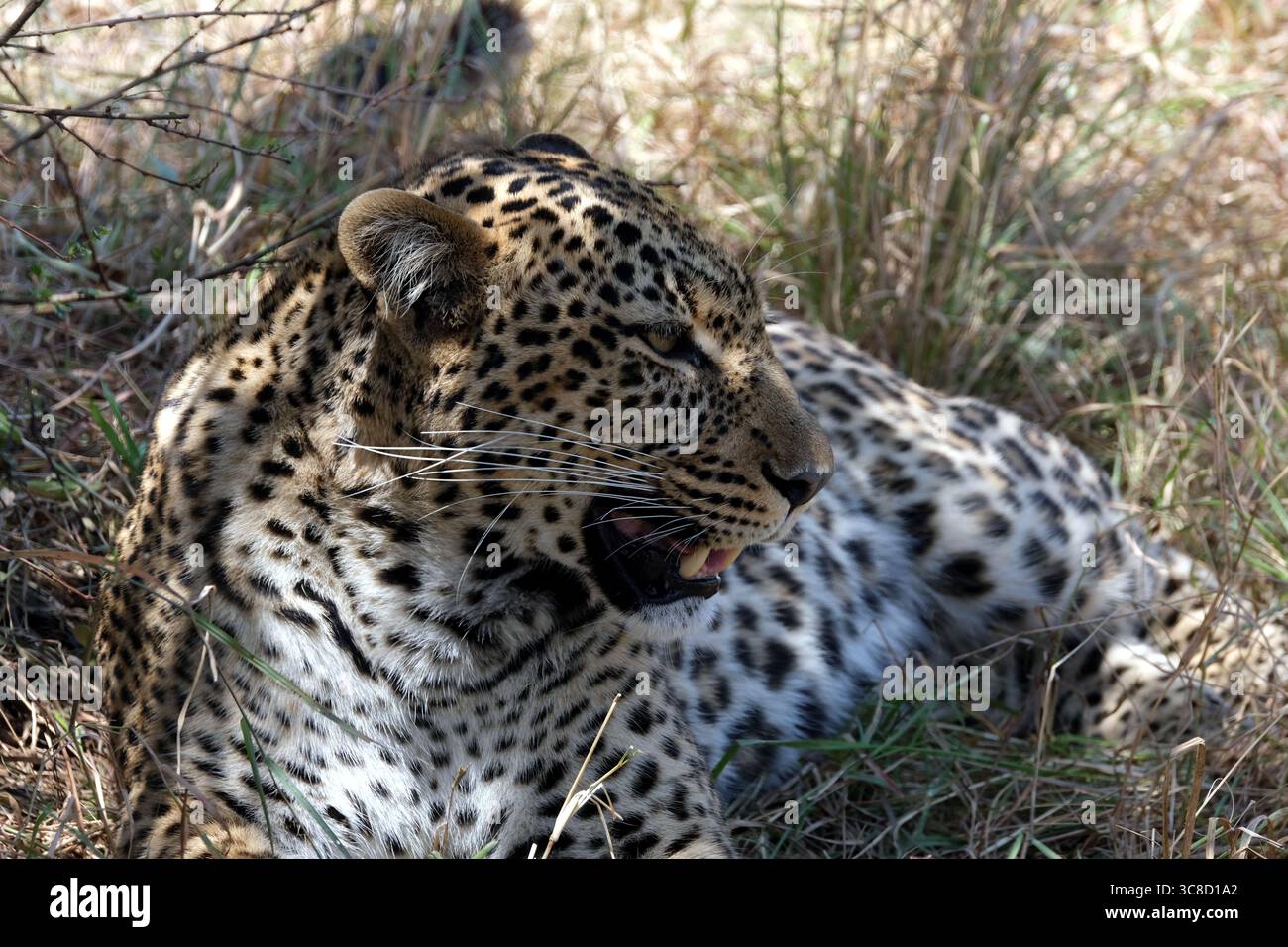 Drag kill up tree hi-res stock photography and images - Alamy