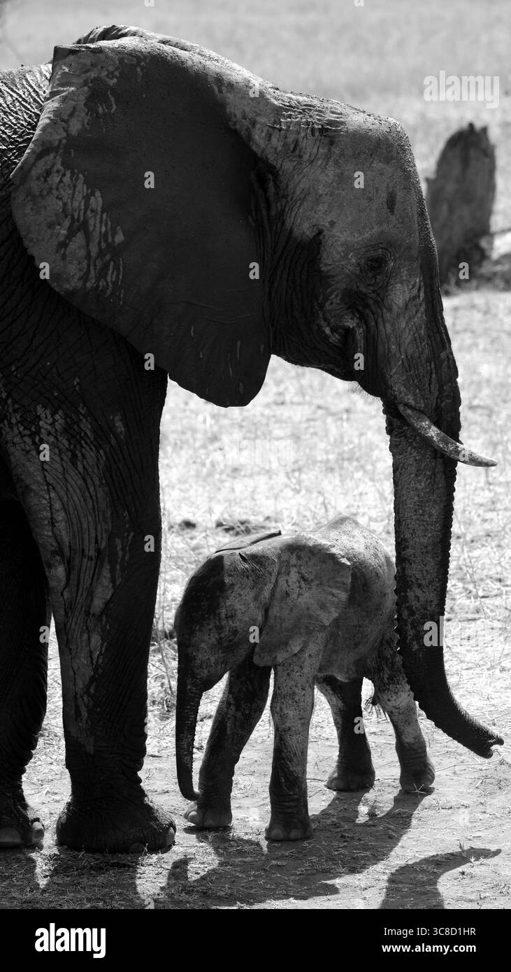Elephant baby amboseli big Black and White Stock Photos & Images - Alamy