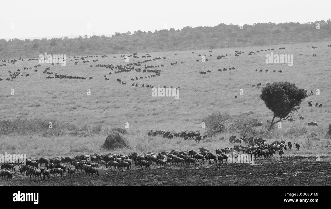 Wildebeest migration aerial hi-res stock photography and images - Alamy