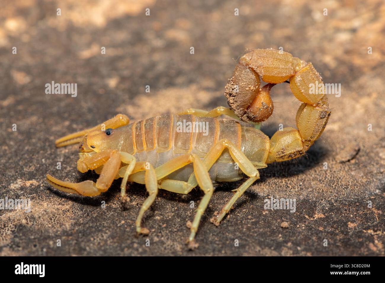 A beautiful venomous Drab Thicktail Scorpion (Parabuthus planicauda) in ...