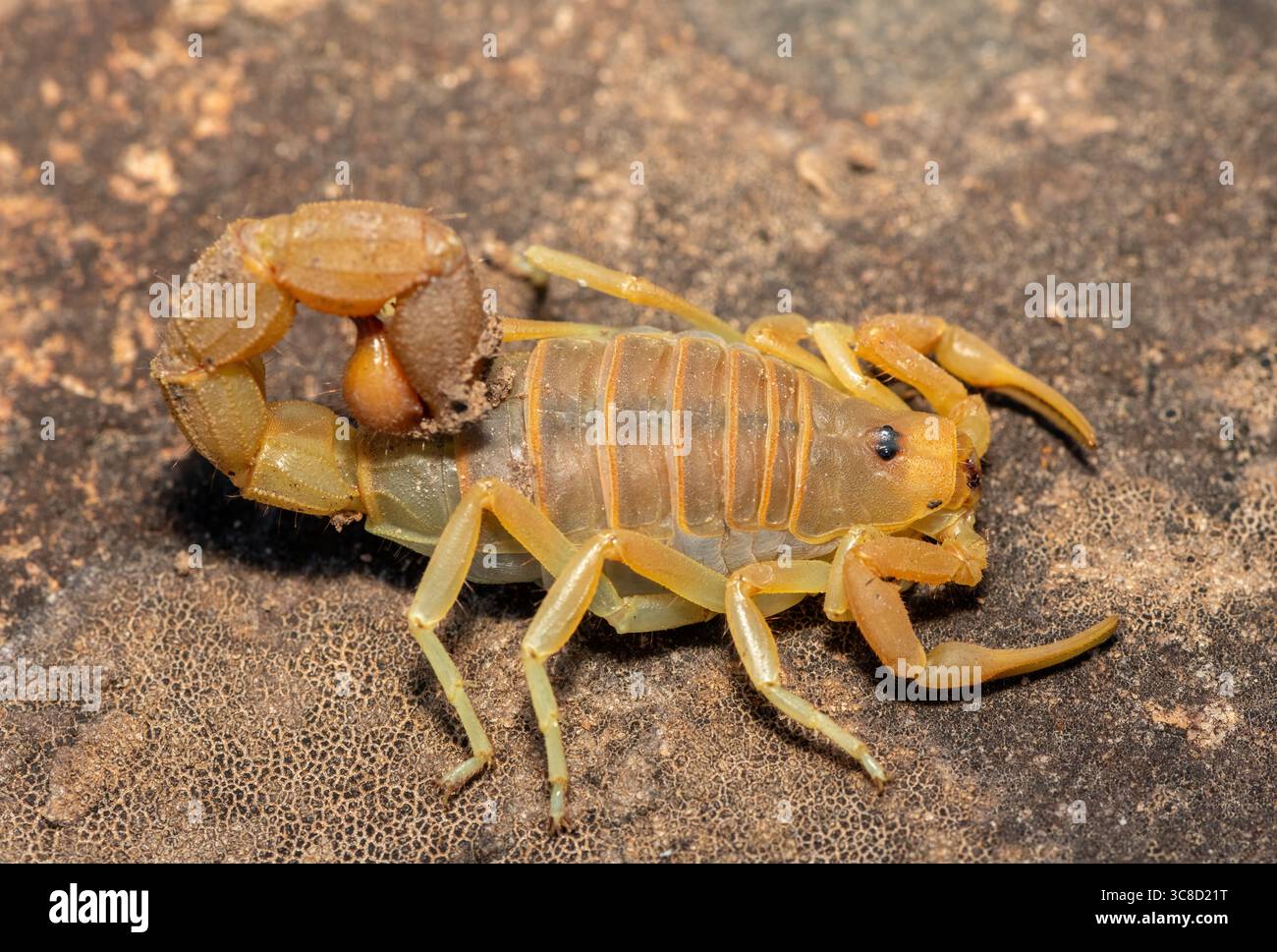 A beautiful venomous Drab Thicktail Scorpion (Parabuthus planicauda) in ...