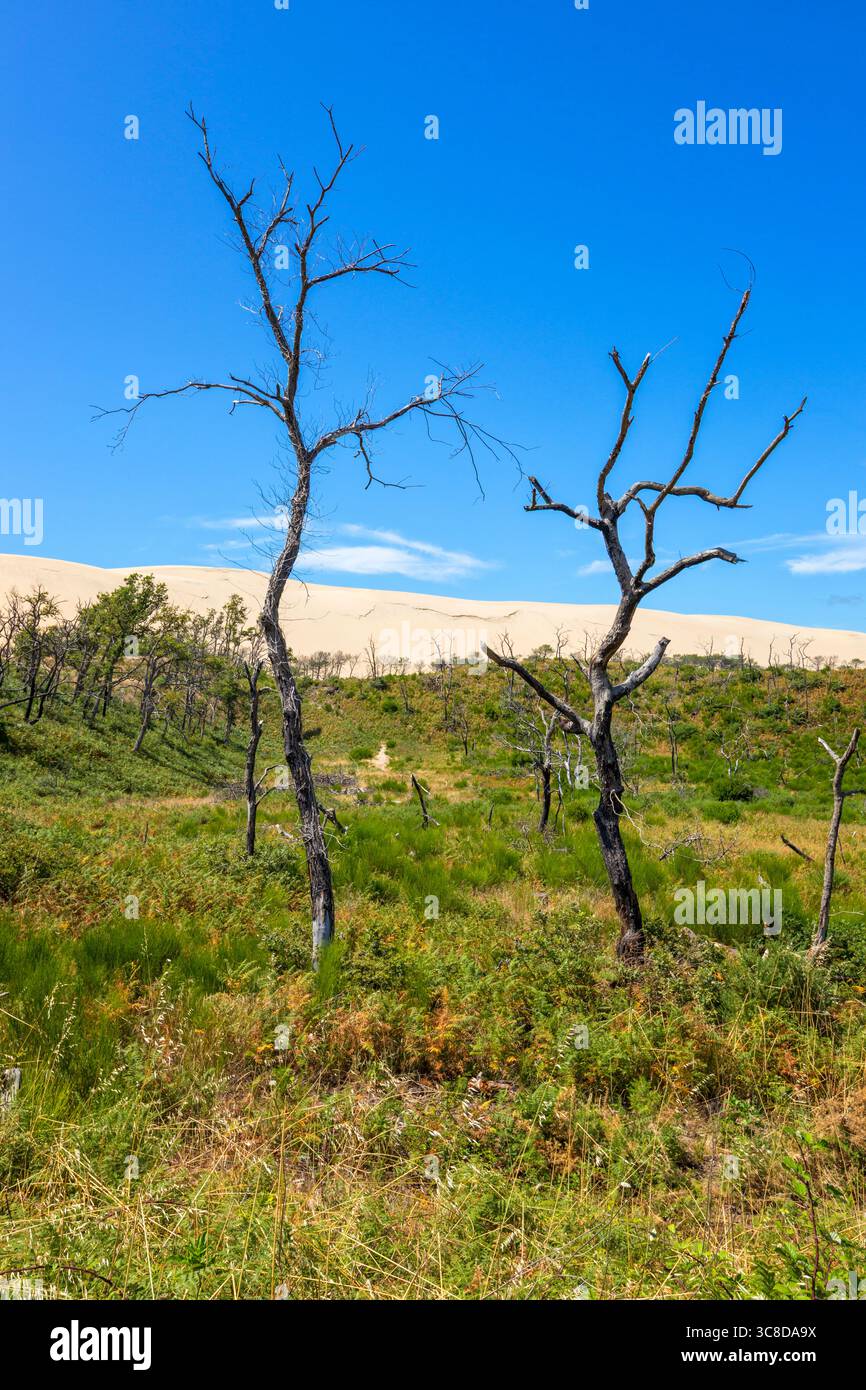 Trees burnt in wildfire hi-res stock photography and images - Alamy