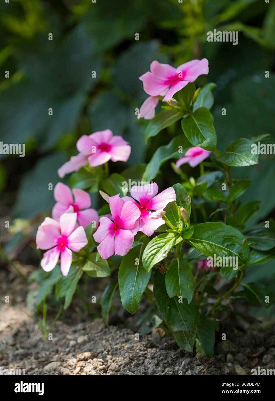 Catharanthus roseus, commonly known as bright eyes, Cape periwinkle ...