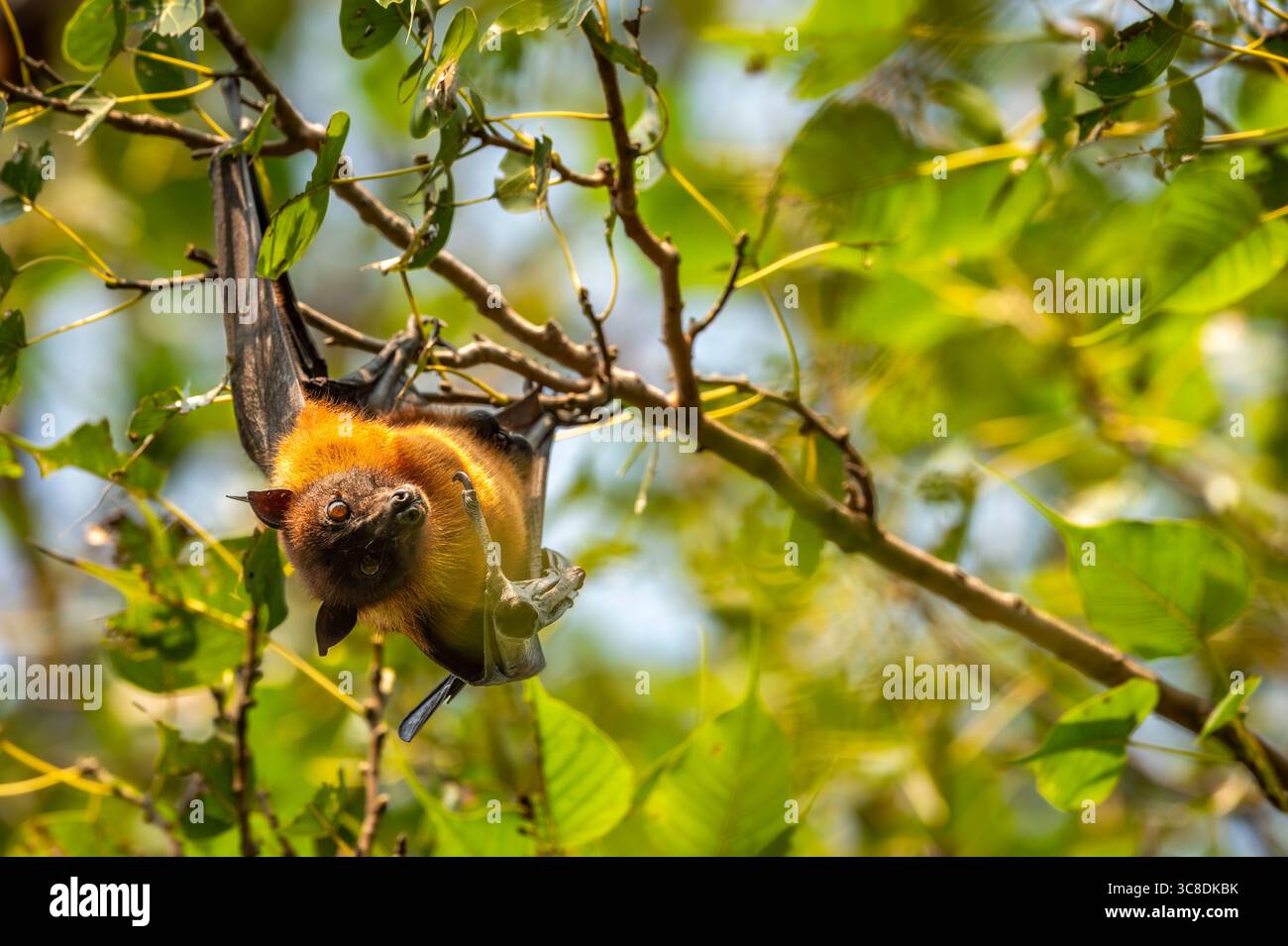 Flying fox sanctuary tree hi-res stock photography and images - Alamy