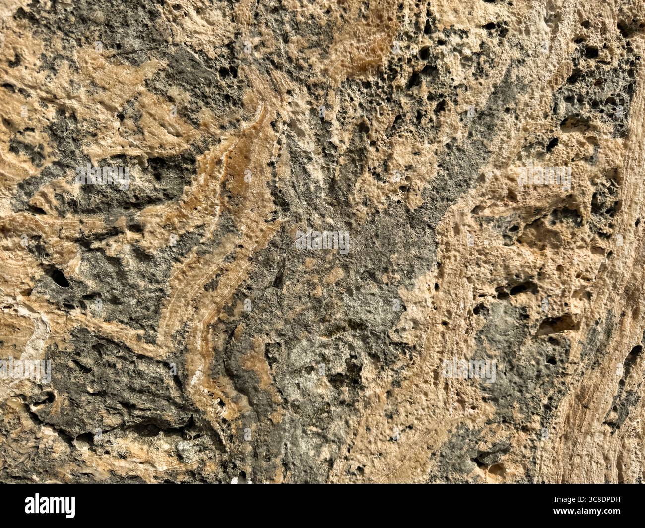 Showcasing intricate surface details hi-res stock photography and ...