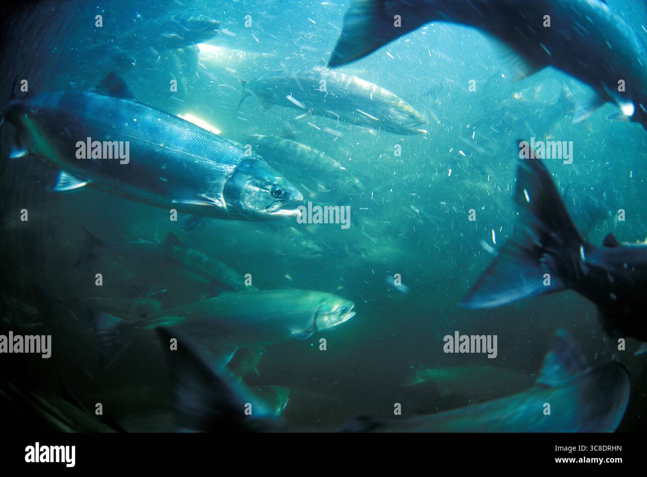 Salmon swimming against current river hi-res stock photography and ...