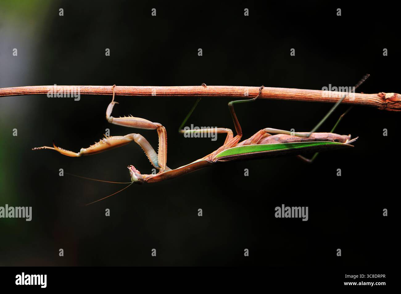 A Praying Mantis climbing upside down across a small branch and ...