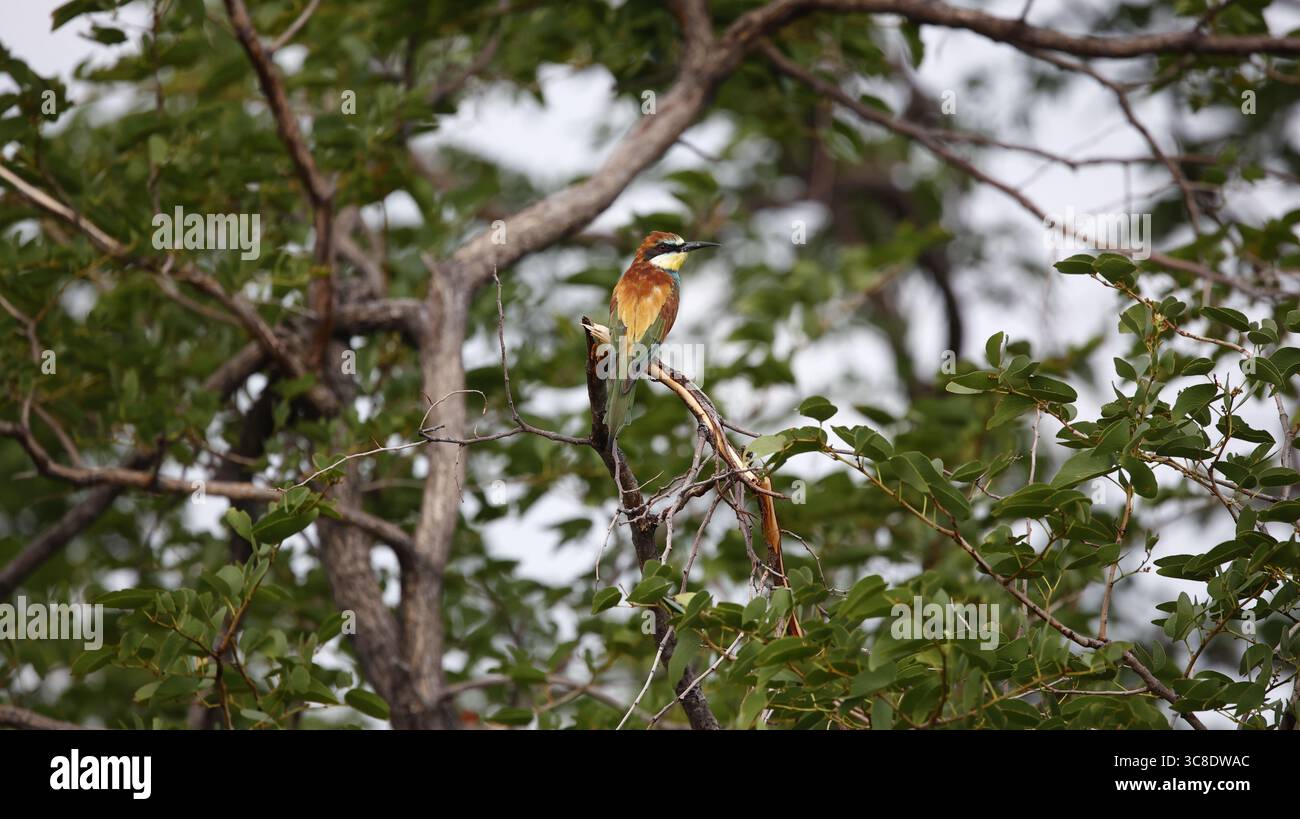 Bee eaters botswana hi-res stock photography and images - Alamy