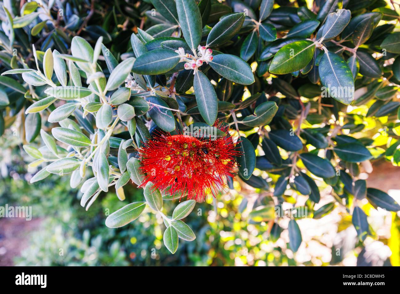 Grey-green leaves and red flowers of Metrosideros excelsa, the ...