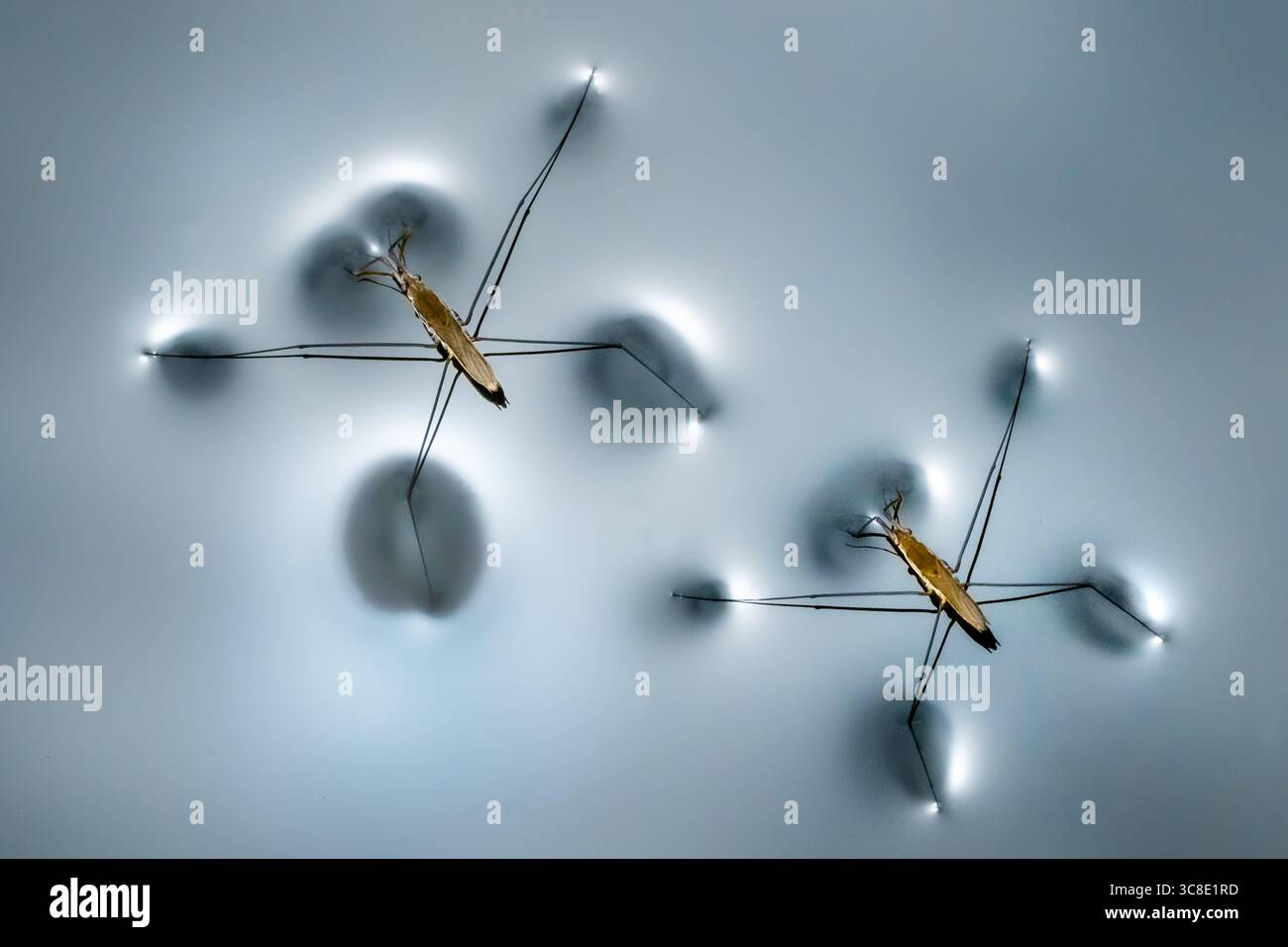Mesmerizing insects hi-res stock photography and images - Alamy