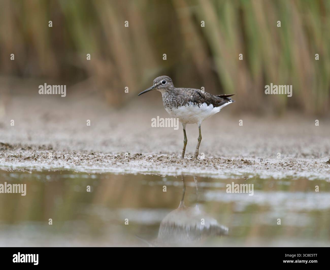 Green sandpiper, Tringa ochropus, single bird by water, Warwickshire ...