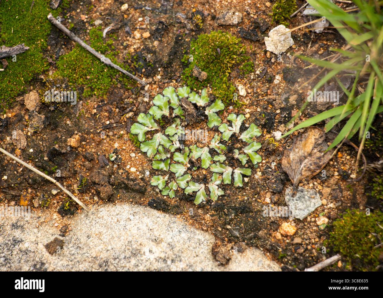 Liverworts resemeble the first plants to colonise the earths surface ...