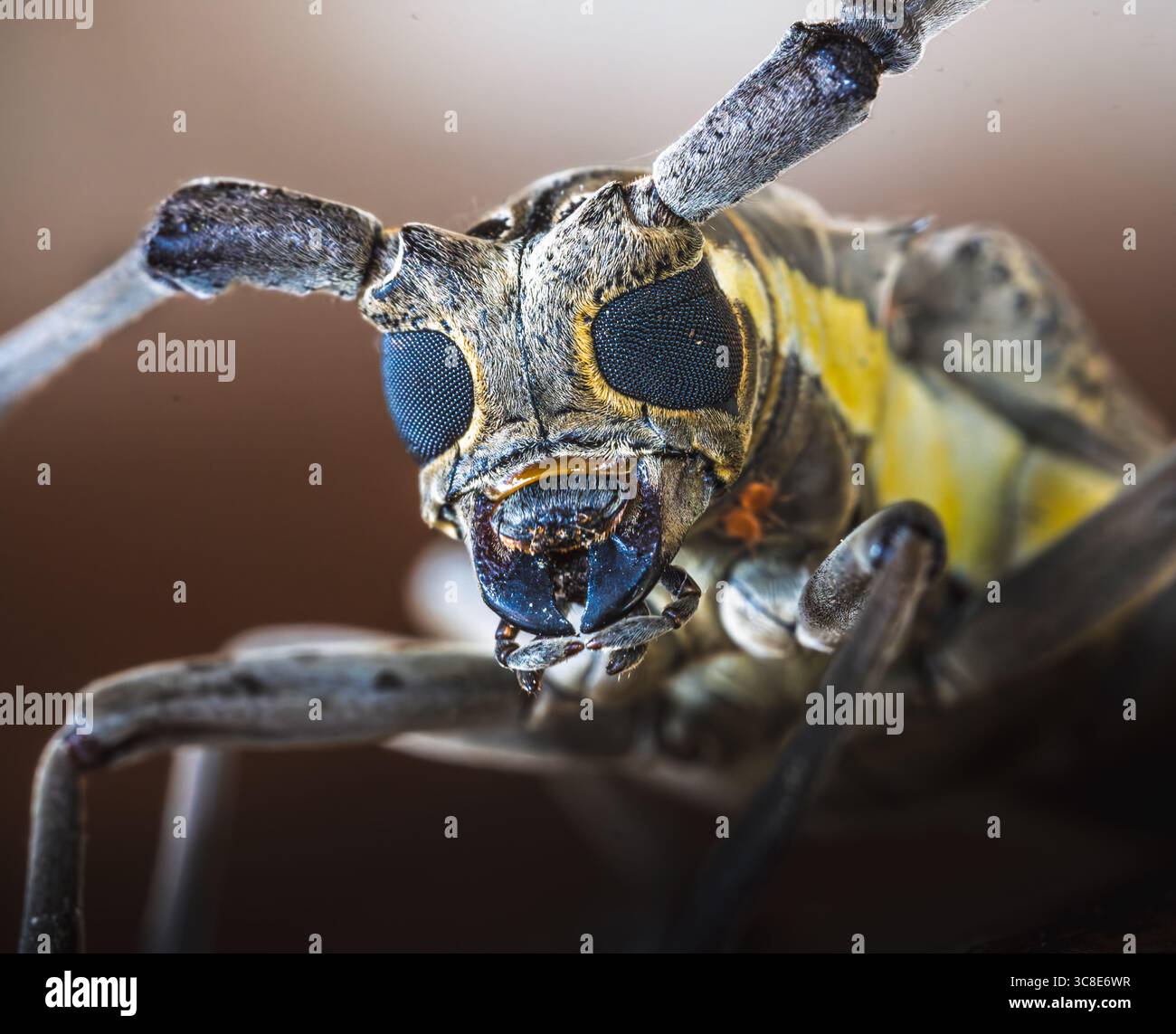 Extreme close-up front (portrait) of a colorful longhorn beetle with ...