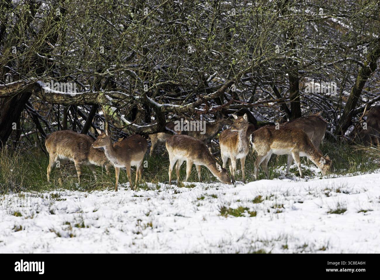 Fallow deer Dama dama Bolderwood Deer Sanctuary New Forest National ...