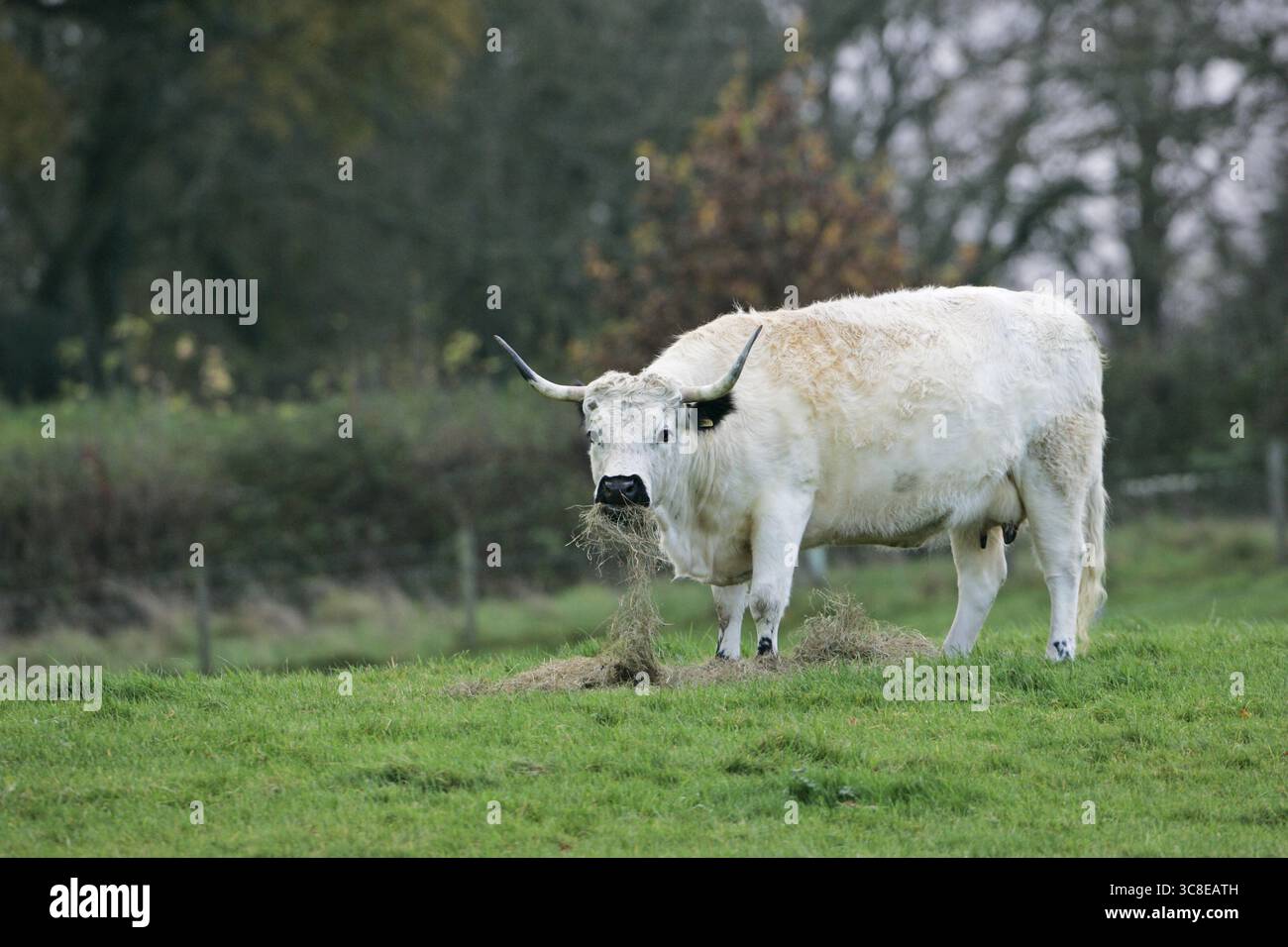 White park cattle Stock Photo - Alamy