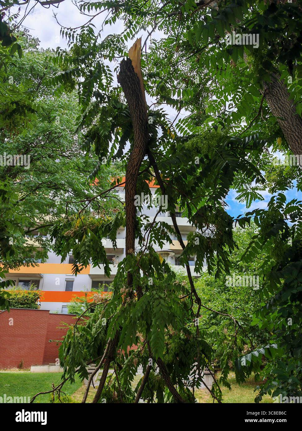 cleanup work after a storm, tree damage in the forest cleanup after ...
