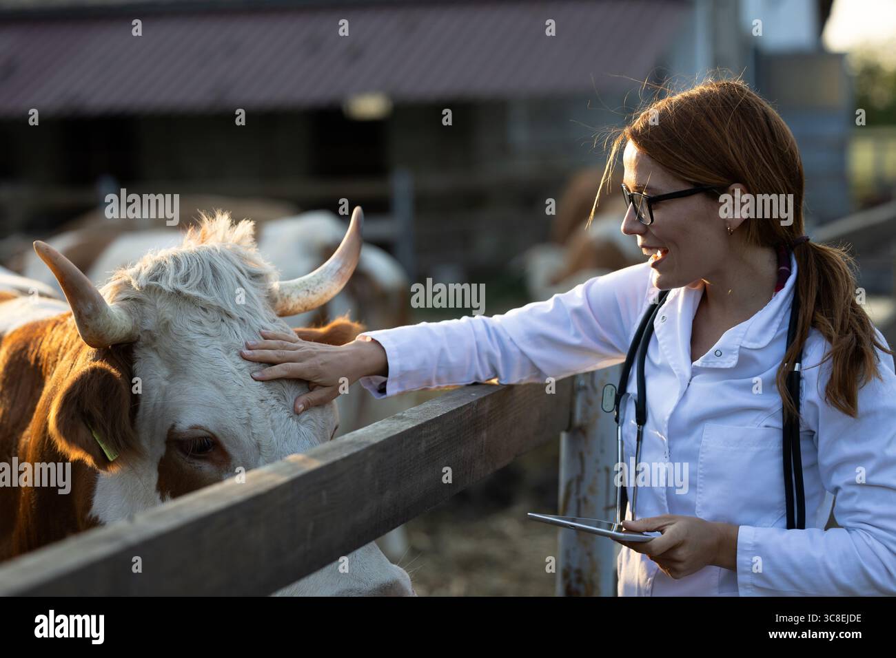 Pretty vet with glasses caressing cute cow on the head before ...