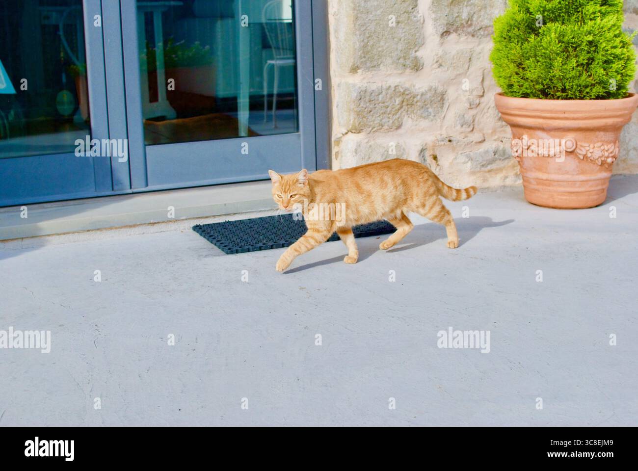 Ginger Cat Walking Outside a Modern House Stock Photo - Alamy