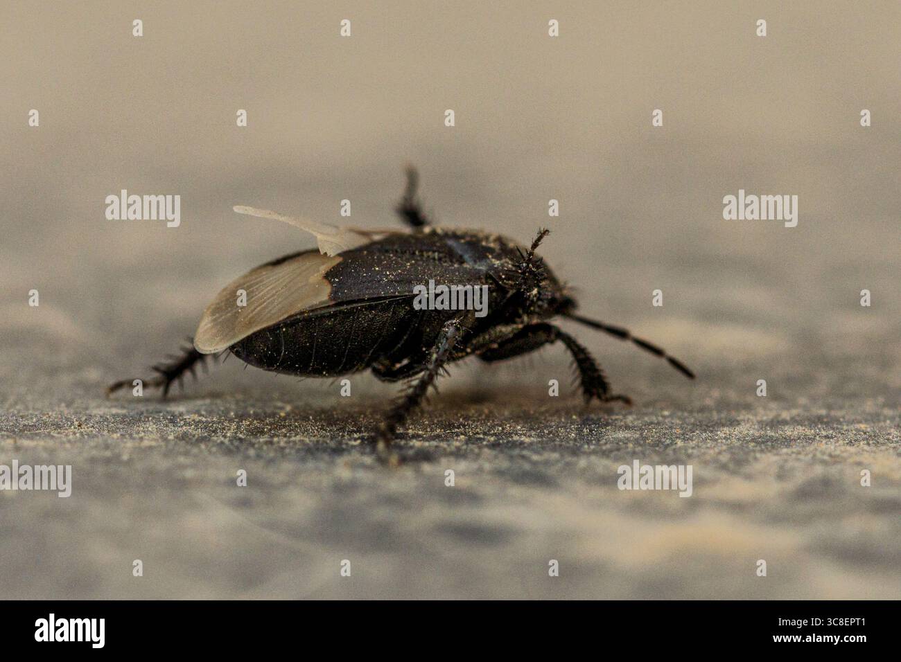 C aterrimus hi-res stock photography and images - Alamy
