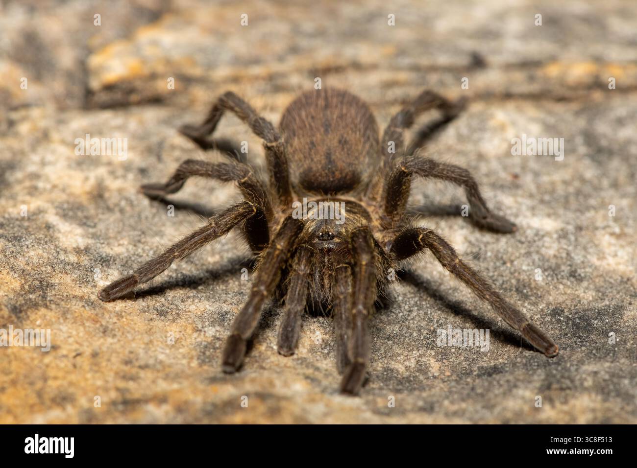 A beautiful juvenile Baboon Spider (Harpactira sp. Robertson) in the ...