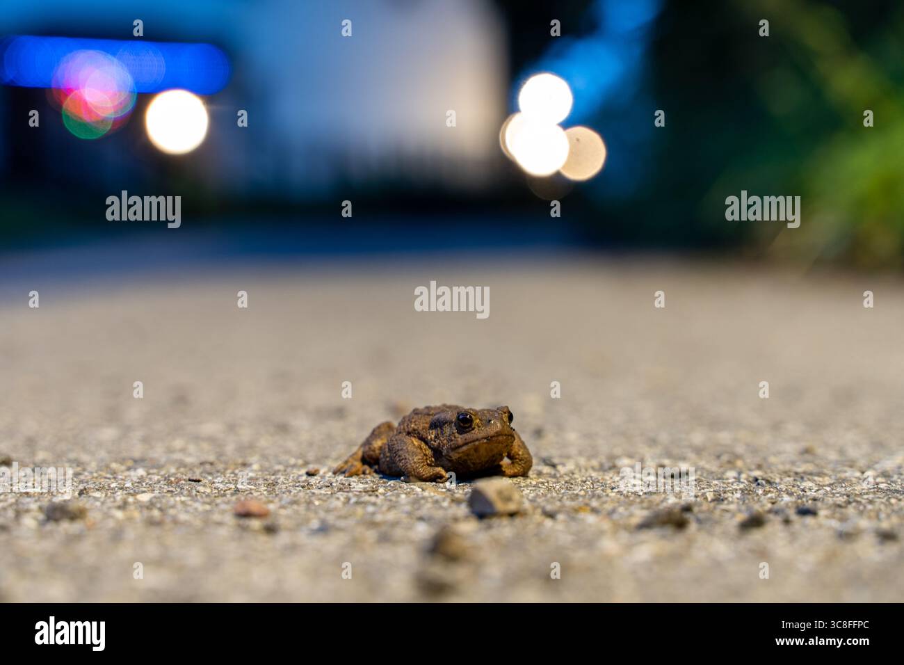 Suburban wildlife encounter hi-res stock photography and images - Alamy