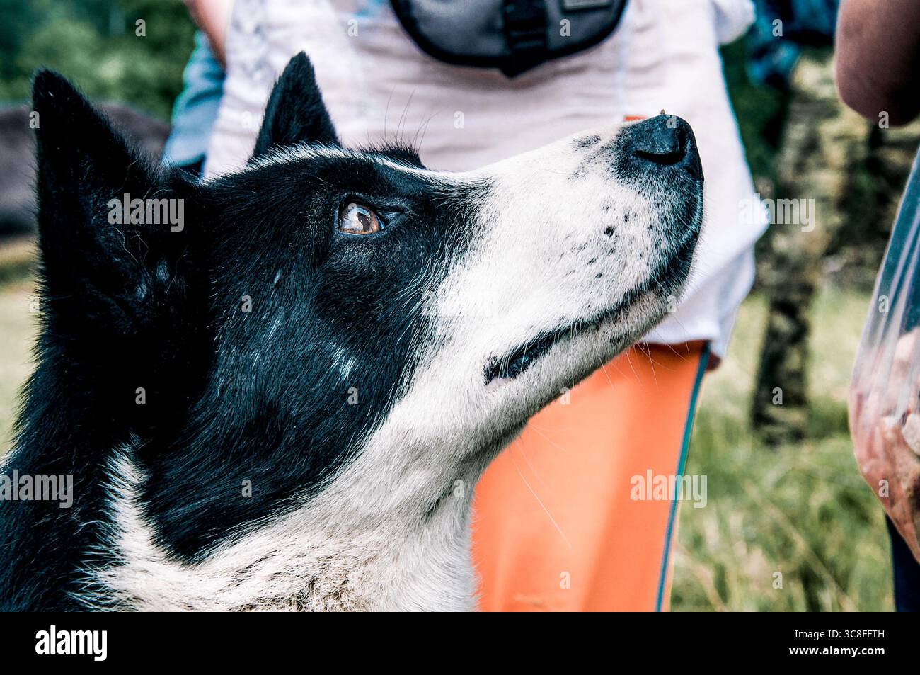 Domestic non-pedigreed furry fluffy pup pet yard looks at the owner ...